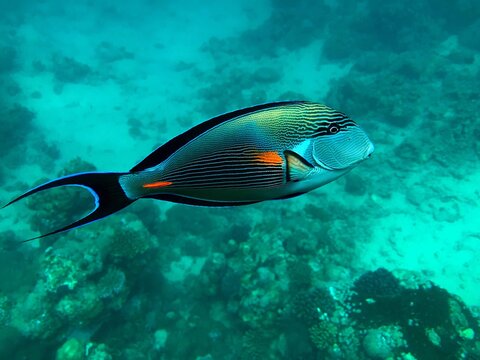 รูปภาพPollyfish – เลือกดูภาพถ่ายสต็อก เวกเตอร์ และวิดีโอ6,968 | Adobe Stock