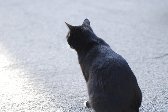 Black Cat Walking Away