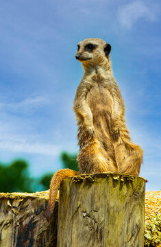 Look-Out Images – Browse 152,886 Stock Photos, Vectors, and Video ...