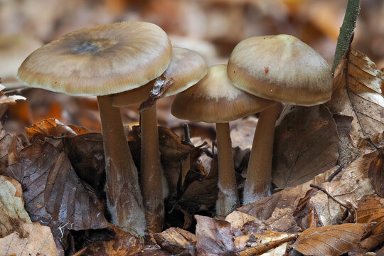 "Butter Cap" Images – Browse 23 Stock Photos, Vectors, and Video ...