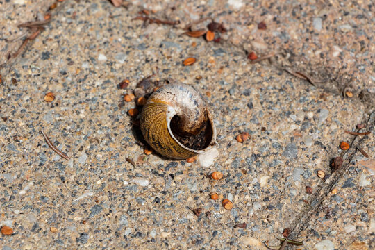 Pouring Salt On A Snail