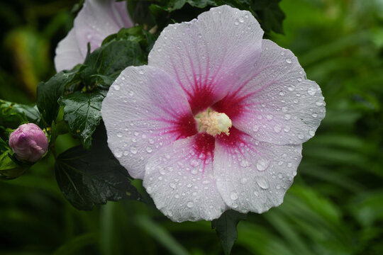 Mugunghwa Images – Browse 438 Stock Photos, Vectors, and Video | Adobe ...