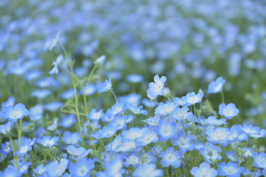 「青い花」の画像 - 776,885 件の Stock 写真、ベクターおよびビデオ | Adobe Stock