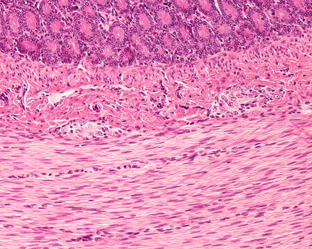 รูปภาพMeissner – เลือกดูภาพถ่ายสต็อก เวกเตอร์ และวิดีโอ1,917 | Adobe Stock