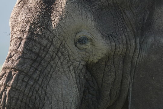 Eliphant Images – Browse 20 Stock Photos, Vectors, and Video | Adobe Stock