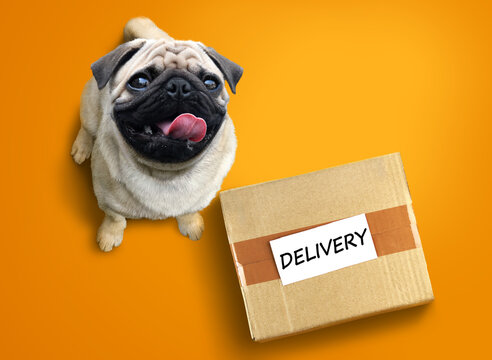 Dog delivery store