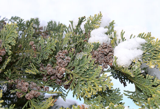 Coniferales Bilder – Durchsuchen 15,886 Archivfotos, Vektorgrafiken und ...