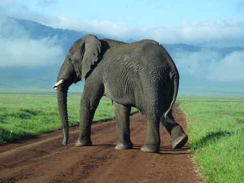 Eliphant Images – Browse 20 Stock Photos, Vectors, and Video | Adobe Stock