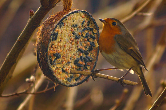 Rudzik Images – Browse 272 Stock Photos, Vectors, and Video | Adobe Stock