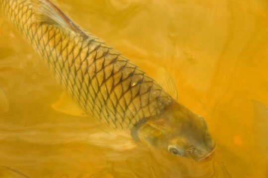 รูปภาพCyprinids – เลือกดูภาพถ่ายสต็อก เวกเตอร์ และวิดีโอ5,483 | Adobe Stock