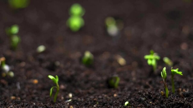 Time Lapse Plants Growing Images – Browse 31,112 Stock Photos, Vectors ...