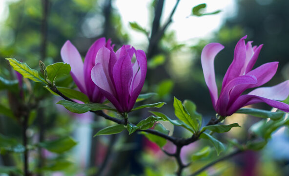 "Spring Magnolia" Images – Browse 471 Stock Photos, Vectors, and Video ...