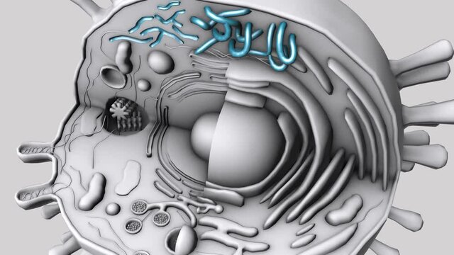 รูปภาพEndoplasmic – เลือกดูภาพถ่ายสต็อก เวกเตอร์ และวิดีโอ966 | Adobe Stock