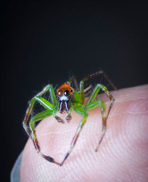 Epeus Bilder – Durchsuchen 35 Archivfotos, Vektorgrafiken und Videos ...