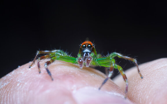 Epeus Bilder – Durchsuchen 35 Archivfotos, Vektorgrafiken und Videos ...