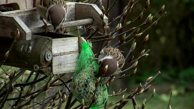 Feldspatzen bilder – Bläddra bland 353 stockfoton, vektorer och videor ...