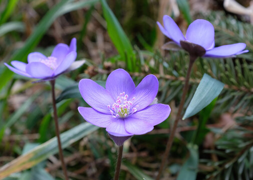 รูปภาพLeberblume – เลือกดูภาพถ่ายสต็อก เวกเตอร์ และวิดีโอ99 | Adobe Stock