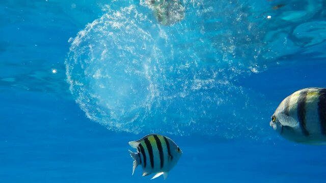 Obrázky Pyrosomida – procházejte fotografie, vektory a videa 66 | Adobe ...