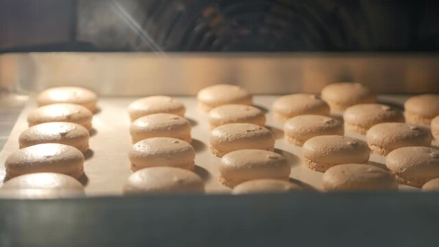 Macrones Bilder – Durchsuchen 118 Archivfotos, Vektorgrafiken und ...