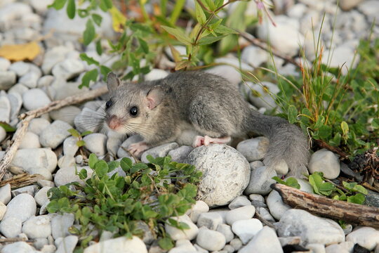 Bilch Images – Browse 8 Stock Photos, Vectors, and Video | Adobe Stock