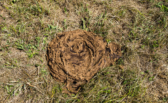 「Cacca」の画像 - 185 件の Stock 写真、ベクターおよびビデオ | Adobe Stock