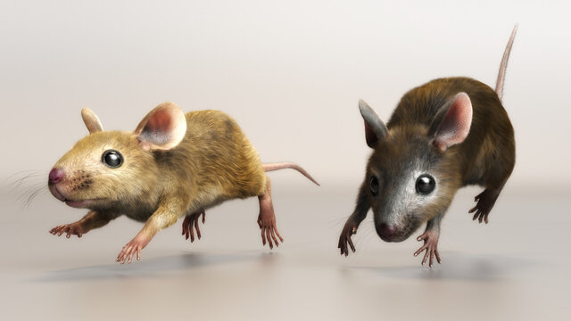 Mus Bilder – Durchsuchen 9,334 Archivfotos, Vektorgrafiken und Videos ...