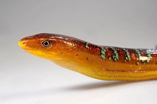 Harti Bilder – Durchsuchen 75 Archivfotos, Vektorgrafiken und Videos ...