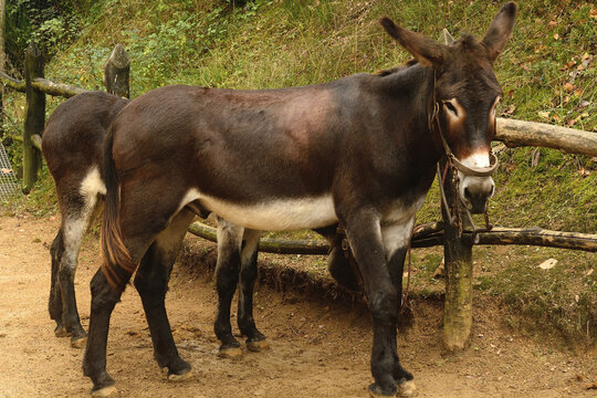 "Catalan Donkey" Bilder – Durchsuchen 83 Archivfotos, Vektorgrafiken ...