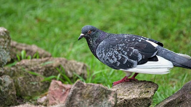 รูปภาพPingeon – เลือกดูภาพถ่ายสต็อก เวกเตอร์ และวิดีโอ93 | Adobe Stock
