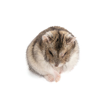 Hamsterbacken Bilder – Durchsuchen 1,634 Archivfotos, Vektorgrafiken ...