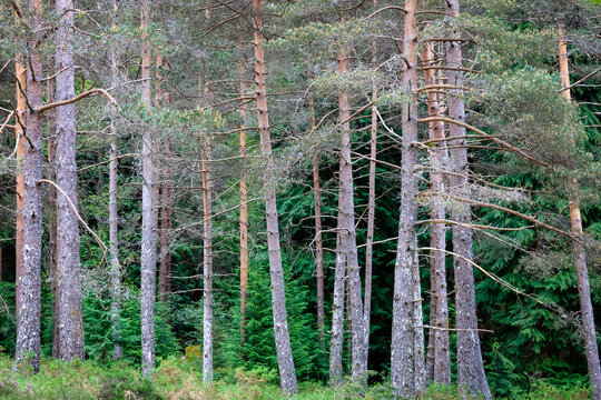 "Bosque De Pinos" Images – Browse 1,029 Stock Photos, Vectors, and ...