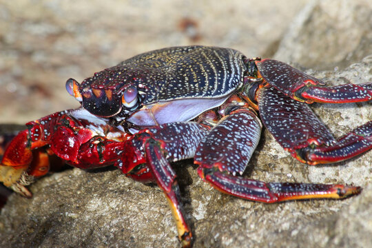 Krebstier bilder – Bläddra bland 2,879 stockfoton, vektorer och videor ...