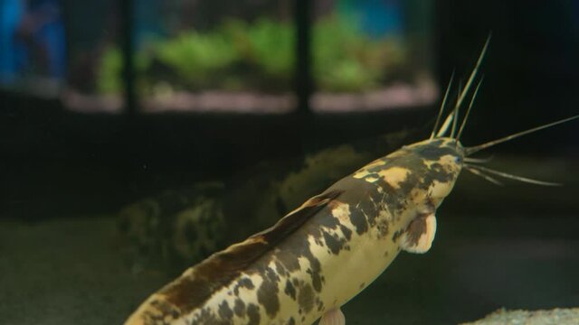 "Walking Catfish" Billeder – Gennemse 175 stockfotos, vektorer og ...