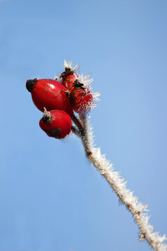 รูปภาพHiffen – เลือกดูภาพถ่ายสต็อก เวกเตอร์ และวิดีโอ326 | Adobe Stock