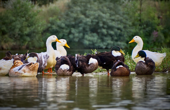 "Domestic Ducks" Images – Browse 1,206 Stock Photos, Vectors, and Video ...