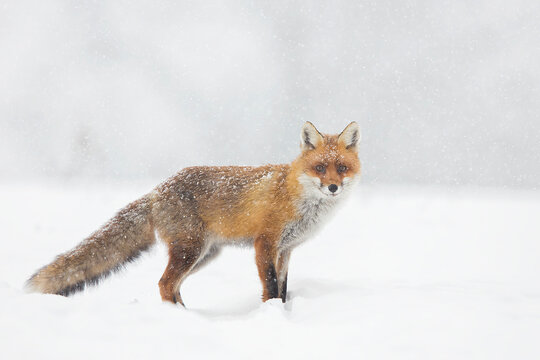 Schneefuchs Bilder – Durchsuchen 50,706 Archivfotos, Vektorgrafiken und ...