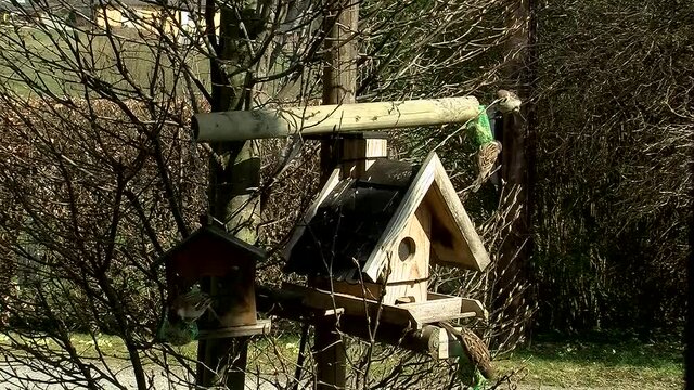 Feldspatzen bilder – Bläddra bland 353 stockfoton, vektorer och videor ...