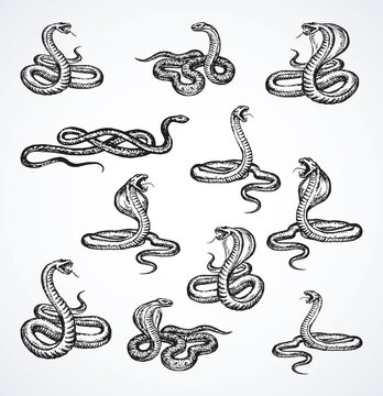 Coiled Snake Drawing Images – Browse 2,750 Stock Photos, Vectors, and ...