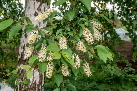 รูปภาพChokecherry – เลือกดูภาพถ่ายสต็อก เวกเตอร์ และวิดีโอ1,151 | Adobe ...