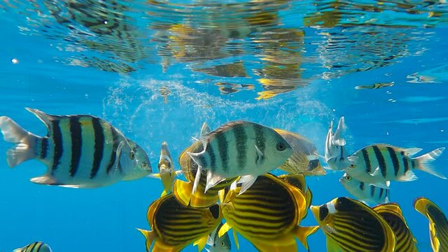 Pyrosomida Bilder – Durchsuchen 58 Archivfotos, Vektorgrafiken und ...