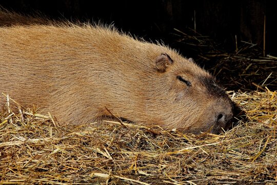 รูปภาพCapibara – เลือกดูภาพถ่ายสต็อก เวกเตอร์ และวิดีโอ13,278 | Adobe Stock