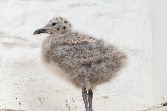 Newborn Seagull