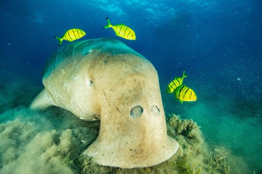 รูปภาพPollyfish – เลือกดูภาพถ่ายสต็อก เวกเตอร์ และวิดีโอ6,968 | Adobe Stock