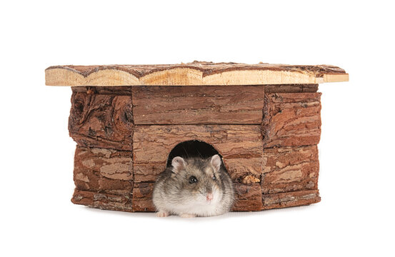 Hamsterbacken Bilder – Durchsuchen 1,862 Archivfotos, Vektorgrafiken ...