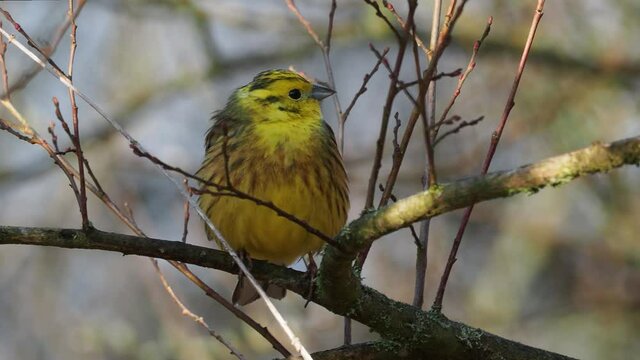 Yellowhammer Images – Browse 4,524 Stock Photos, Vectors, and Video ...
