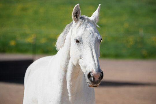 Grosspferd Bilder – Durchsuchen 228 Archivfotos, Vektorgrafiken und ...