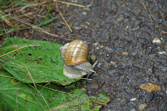 รูปภาพGastropode – เลือกดูภาพถ่ายสต็อก เวกเตอร์ และวิดีโอ339 | Adobe Stock