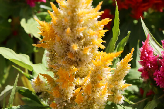 รูปภาพArgentea – เลือกดูภาพถ่ายสต็อก เวกเตอร์ และวิดีโอ7,070 | Adobe Stock