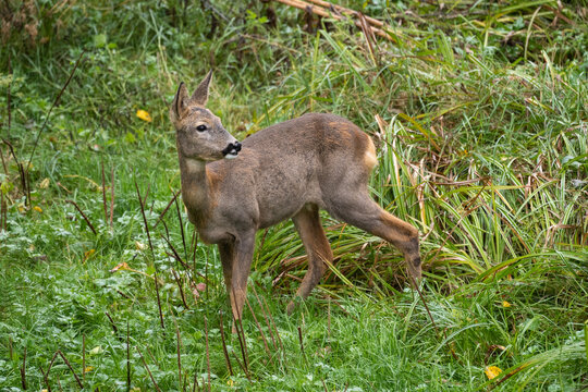 "Female Roe Deer" Images – Browse 45 Stock Photos, Vectors, and Video ...