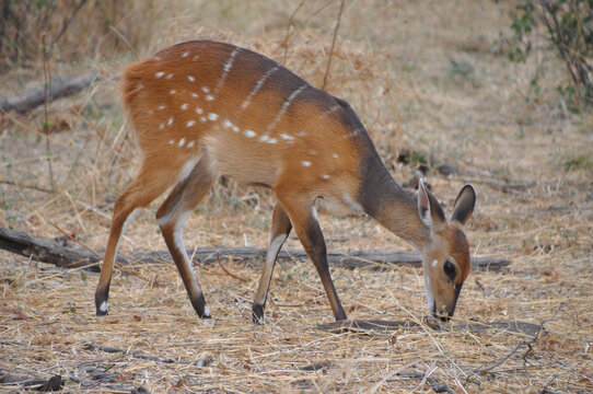 Afbeeldingen over "Bush Buck" – Blader in stockfoto's, vectoren en ...